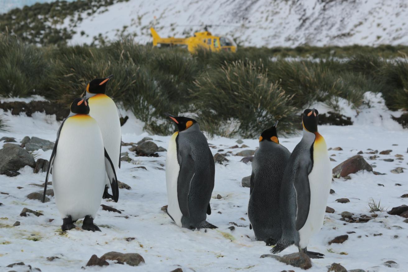 208 - BIRD ISLAND, BIRD PARADISE IN THE ANTARCTIC