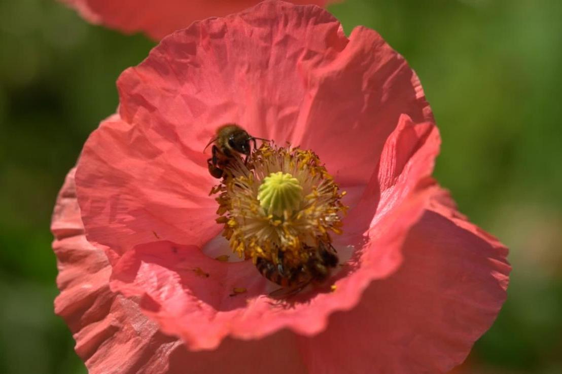 54 - THE GARDENS OF LINNE - SWEDEN