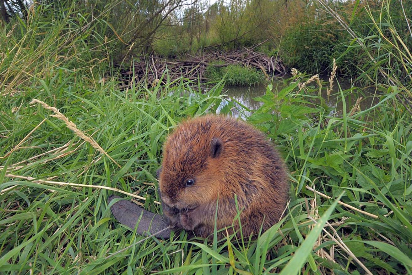 52 - PEASANTS AGAINST THE BEAVER