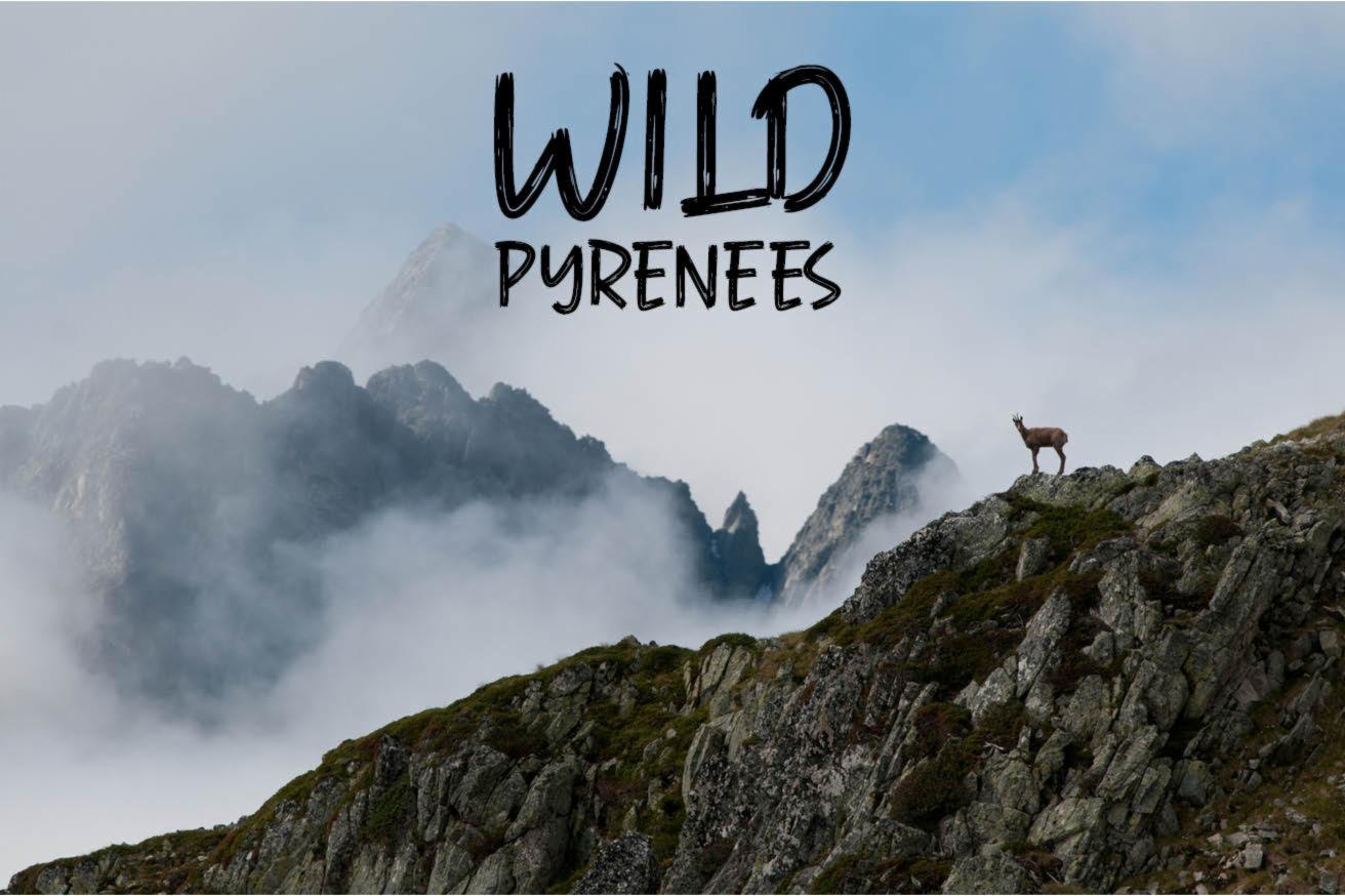 WILD PYRENEES - BEST OF (52')